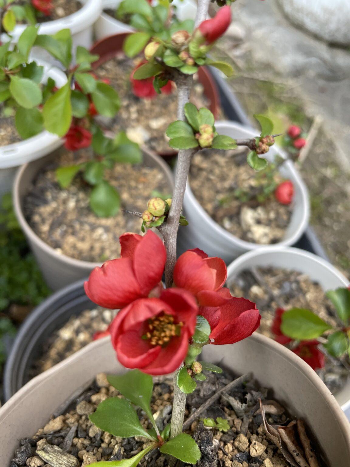 ボケの花 育て方 挿木苗の植え替え - Papillon（パピヨン）喫茶＆カラオケ＆お花